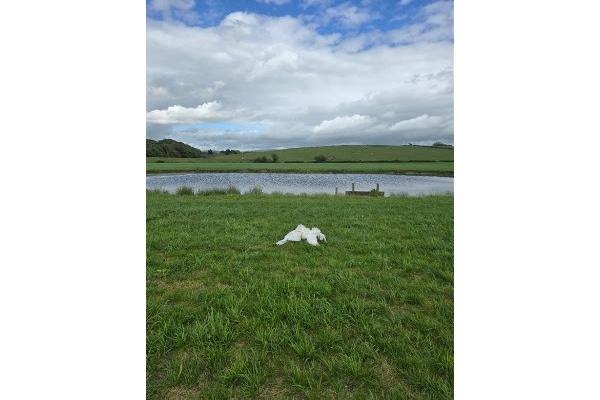 Appeal after youths shoot swan dead with air weapon