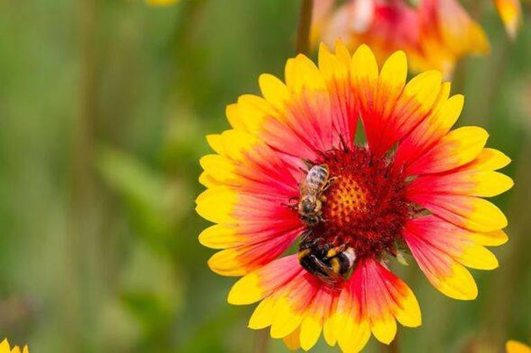 Seven low-maintenance flowers that grow almost anywhere in a garden