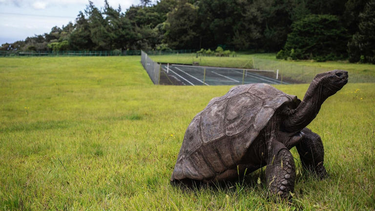 Born a century before India's independence: How 194-year-old tortoise ...