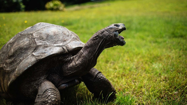 Born a century before India's independence: How 194-year-old tortoise ...