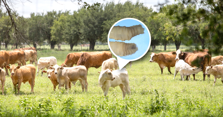Will the screwworm outbreak impact your grocery bill?