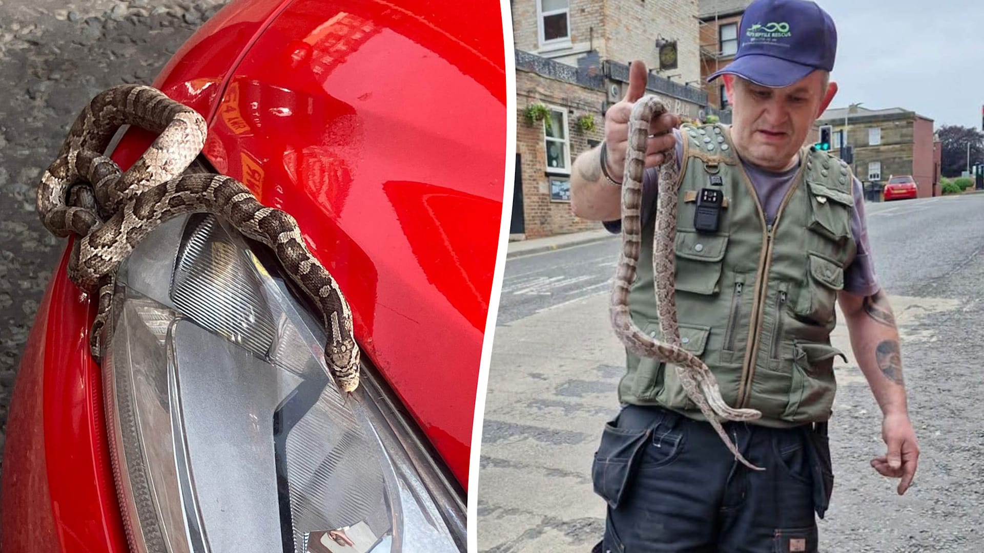 Snake rides 20 miles trapped in Ford Fiesta engine