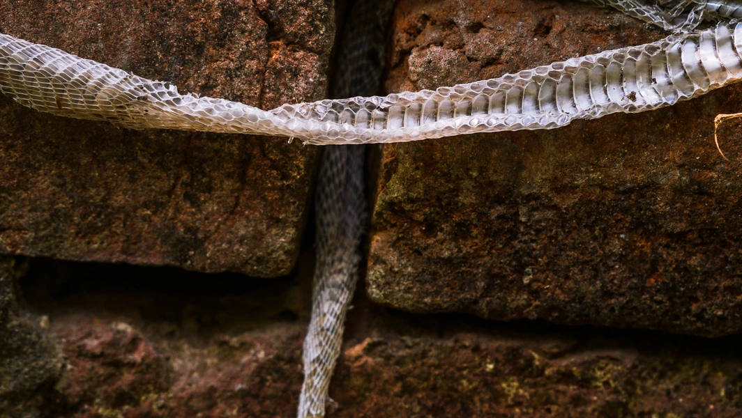 Safe handling and identification of shed snake skins