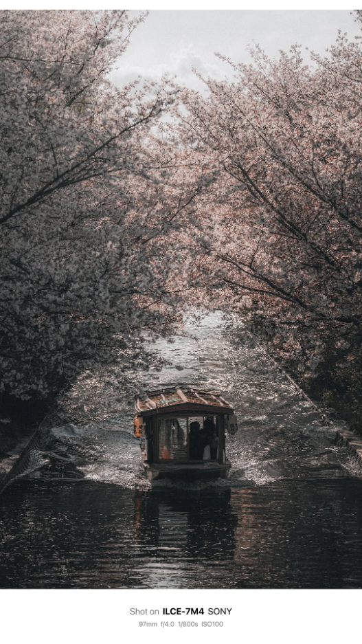 A closer look at this remarkable cherry blossom tunnel