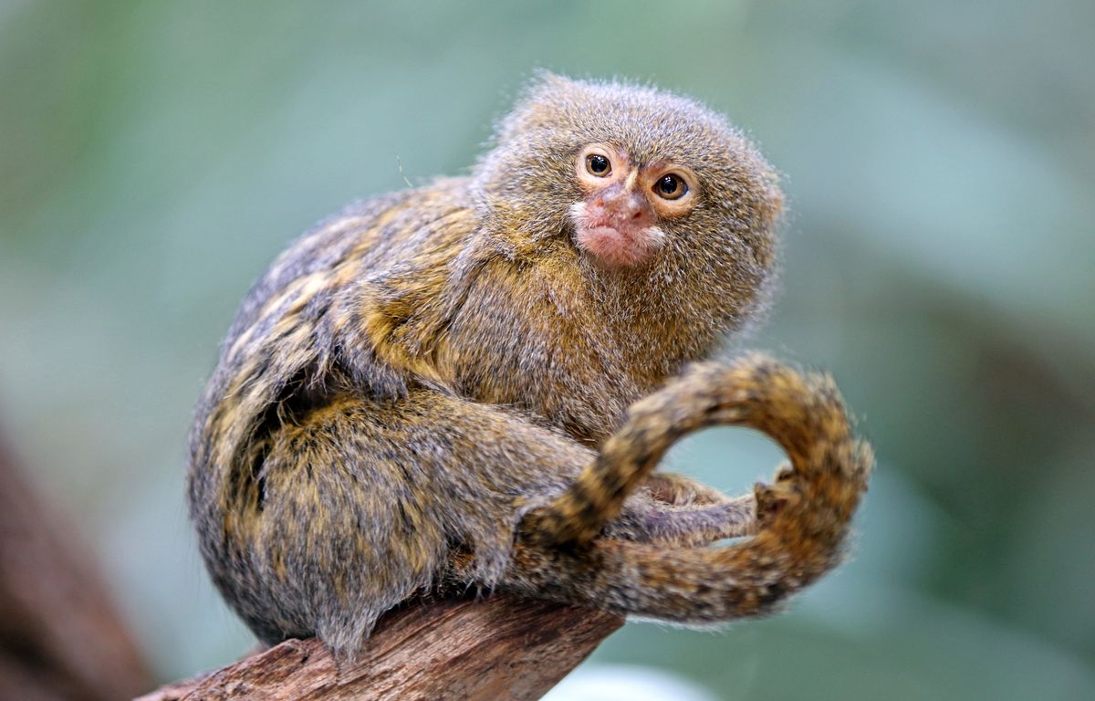 Un singe rend un enfant à ses parents au zoo ? C’est encore un deepfake