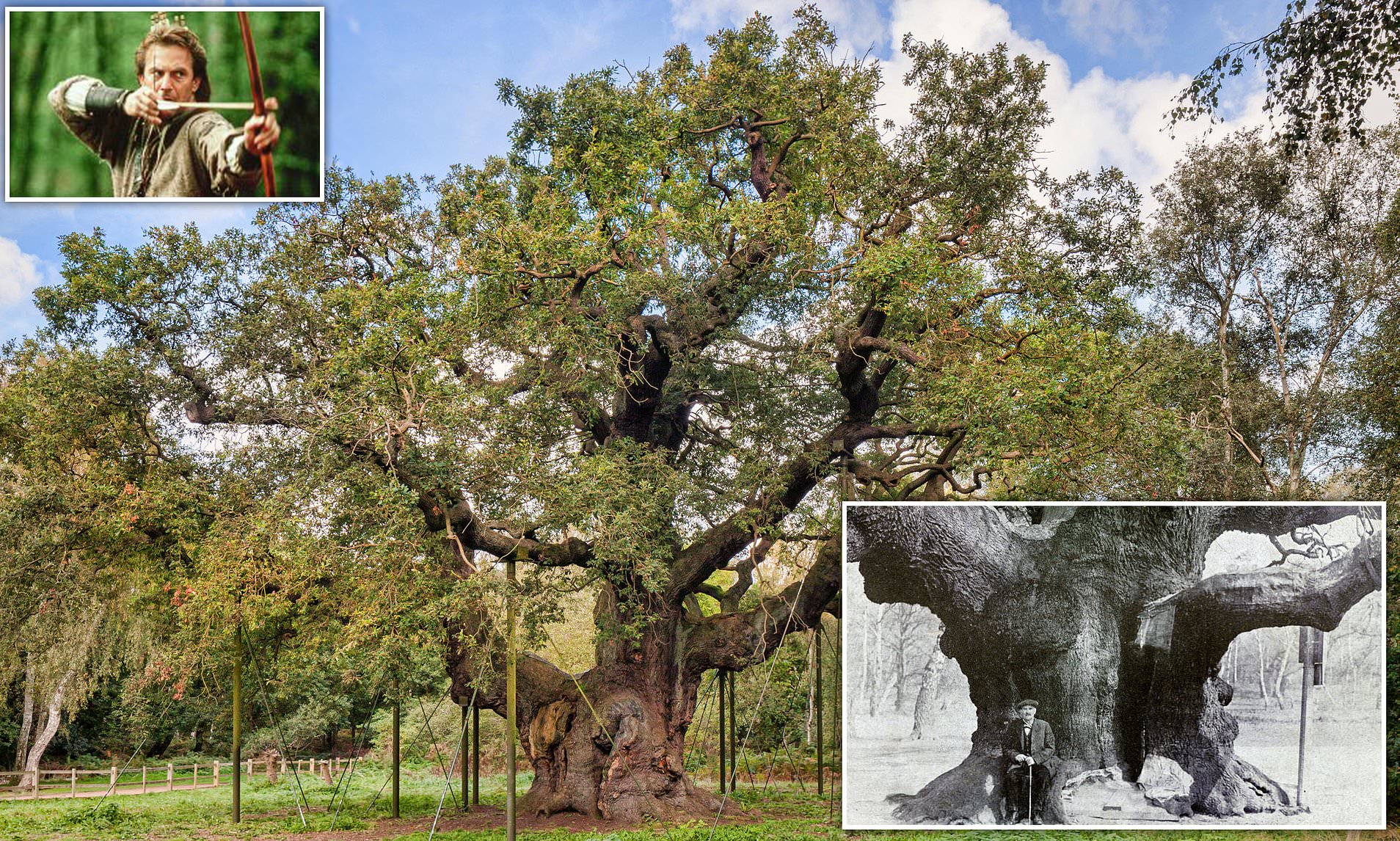 Ancient oak tree linked to Robin Hood legend dies after 1,200 years ...
