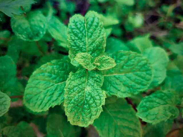 Effective tips to keep mint fresh all summer long