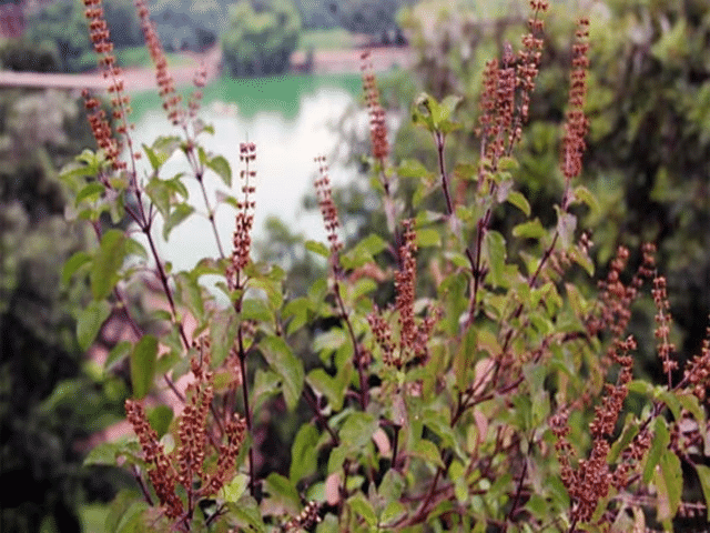 Do you also have a dried-up Tulsi plant at home? Do this simple thing ...