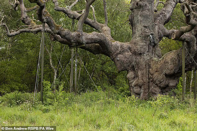 Ancient oak tree linked to Robin Hood legend dies after 1,200 years ...