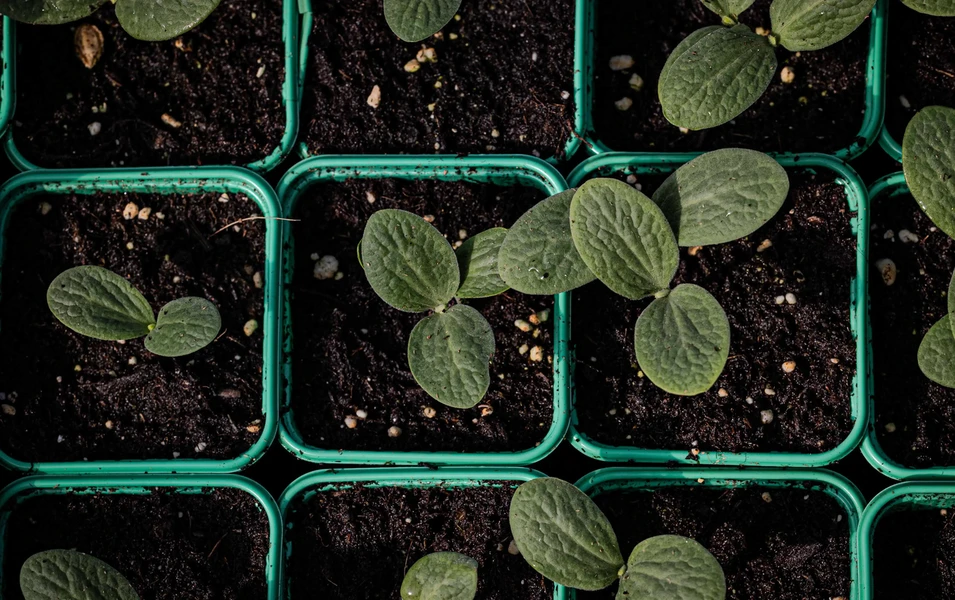 Seed starting tips every new gardener needs