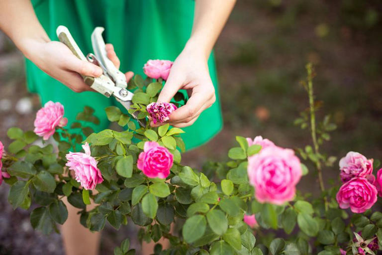 Roses will grow more flowers all summer long with simple two-step task