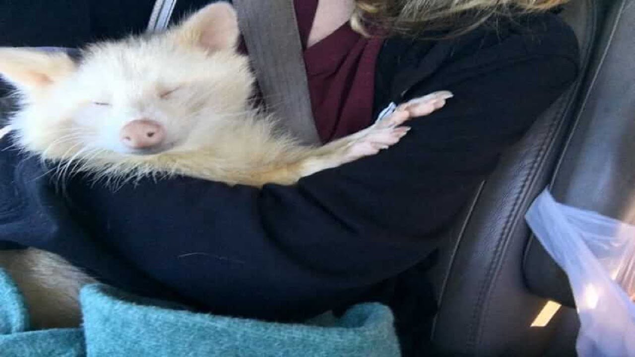 Rescuer captures ‘aggressive’ albino raccoon saying ‘thank you’ with ...