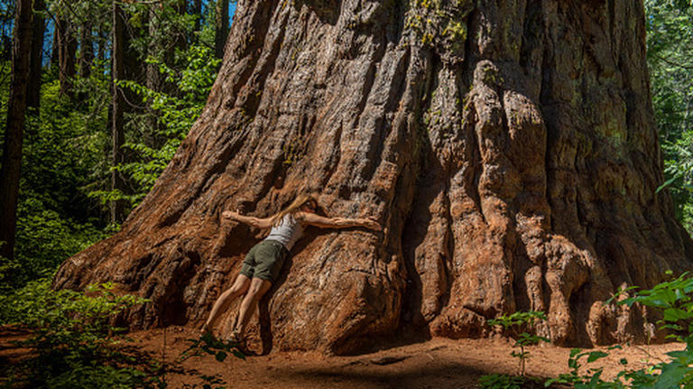 Forget Redwood National Park — experience these 9 lesser-known forest ...