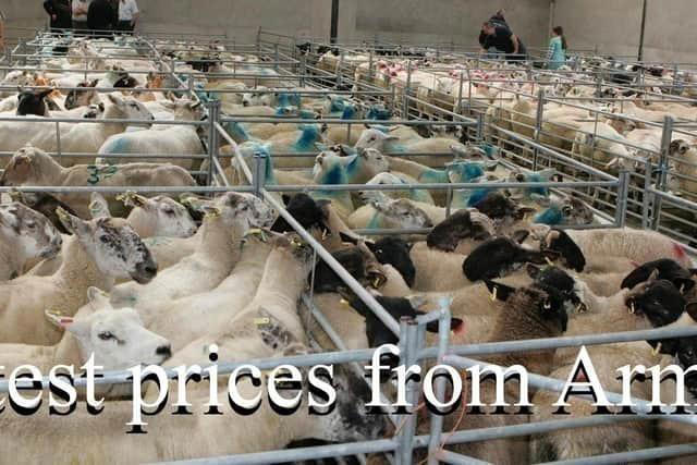 Fat ewes selling to £278 for a pen of Texels at Armoy Mart