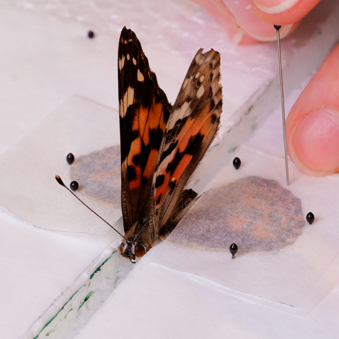 Actualiza tu auto con una caja de cambios de epoxi con insectos en su ...