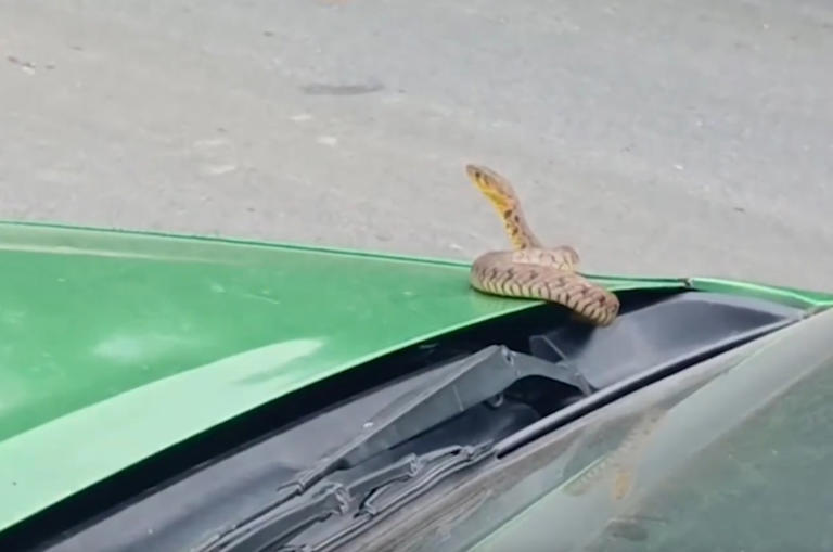 Driver stunned as snake emerges on car bonnet during journey in Thailand