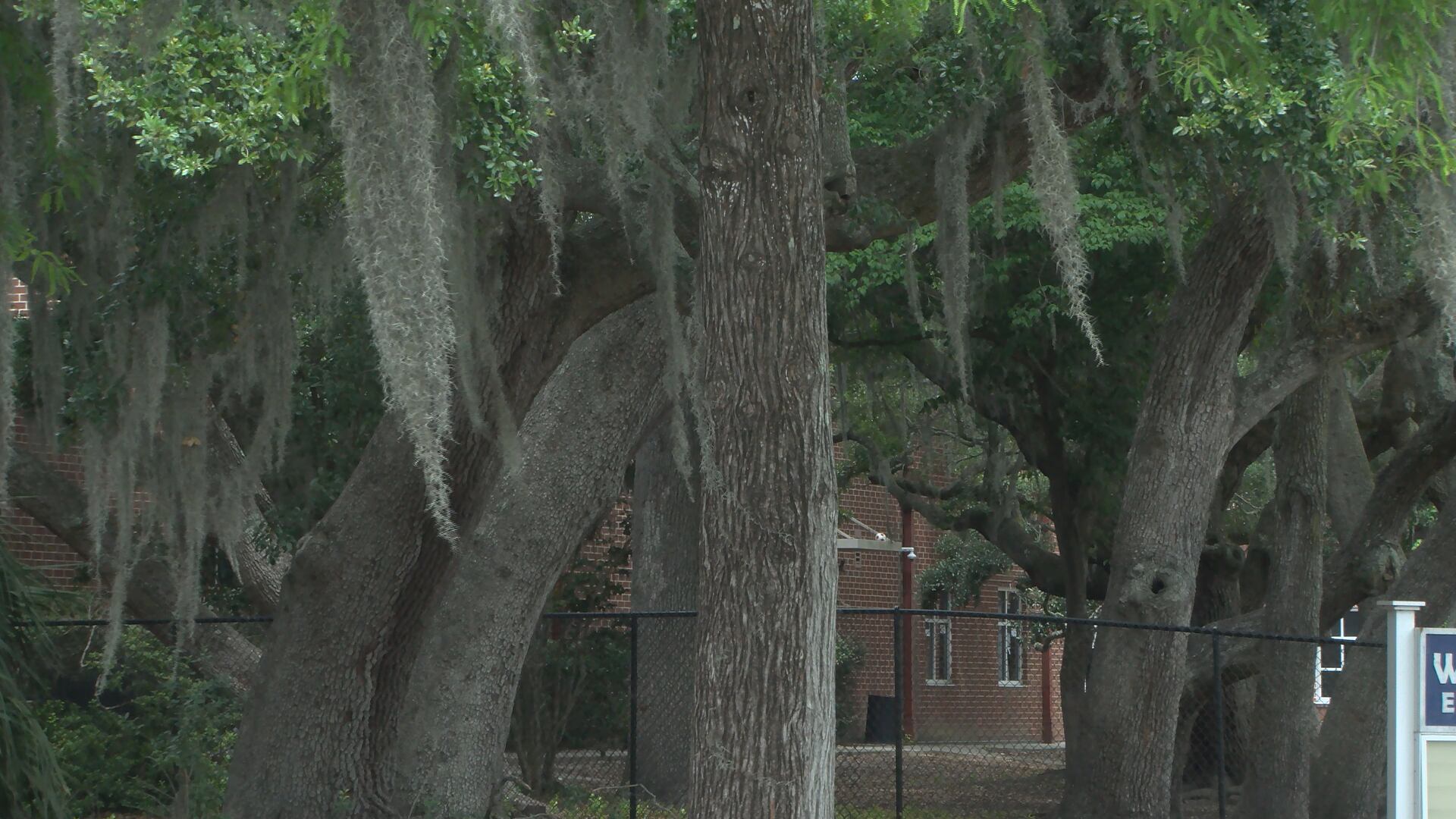Mount Pleasant seeks resident input on tree planting locations