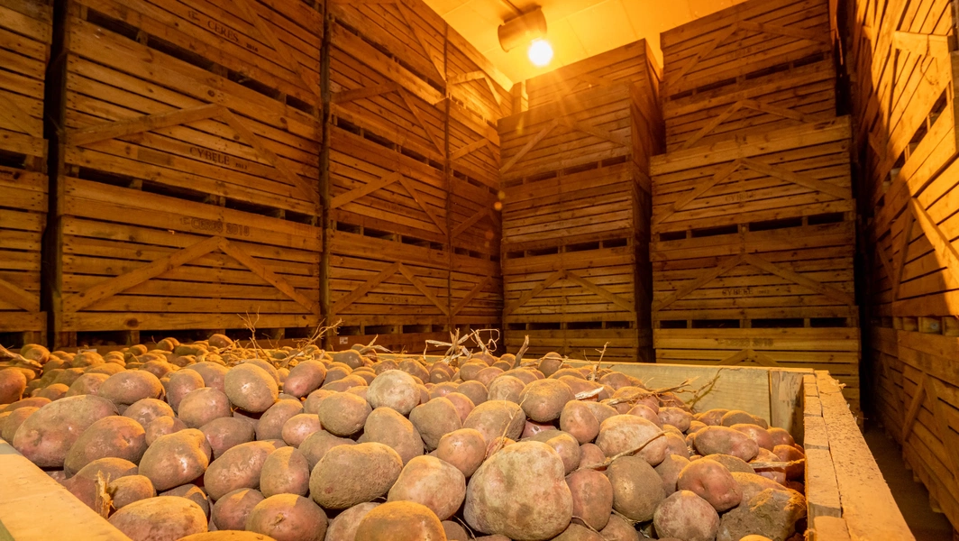 Potato storage facts and best practices