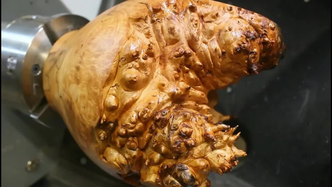 Watch what this horse chestnut burl was hiding under the bark