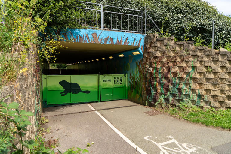 Leave it to the beavers: How the industrious mammals are helping to ...