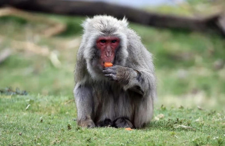 Woman trades foster daughter for monkey as they 'weren't getting along'