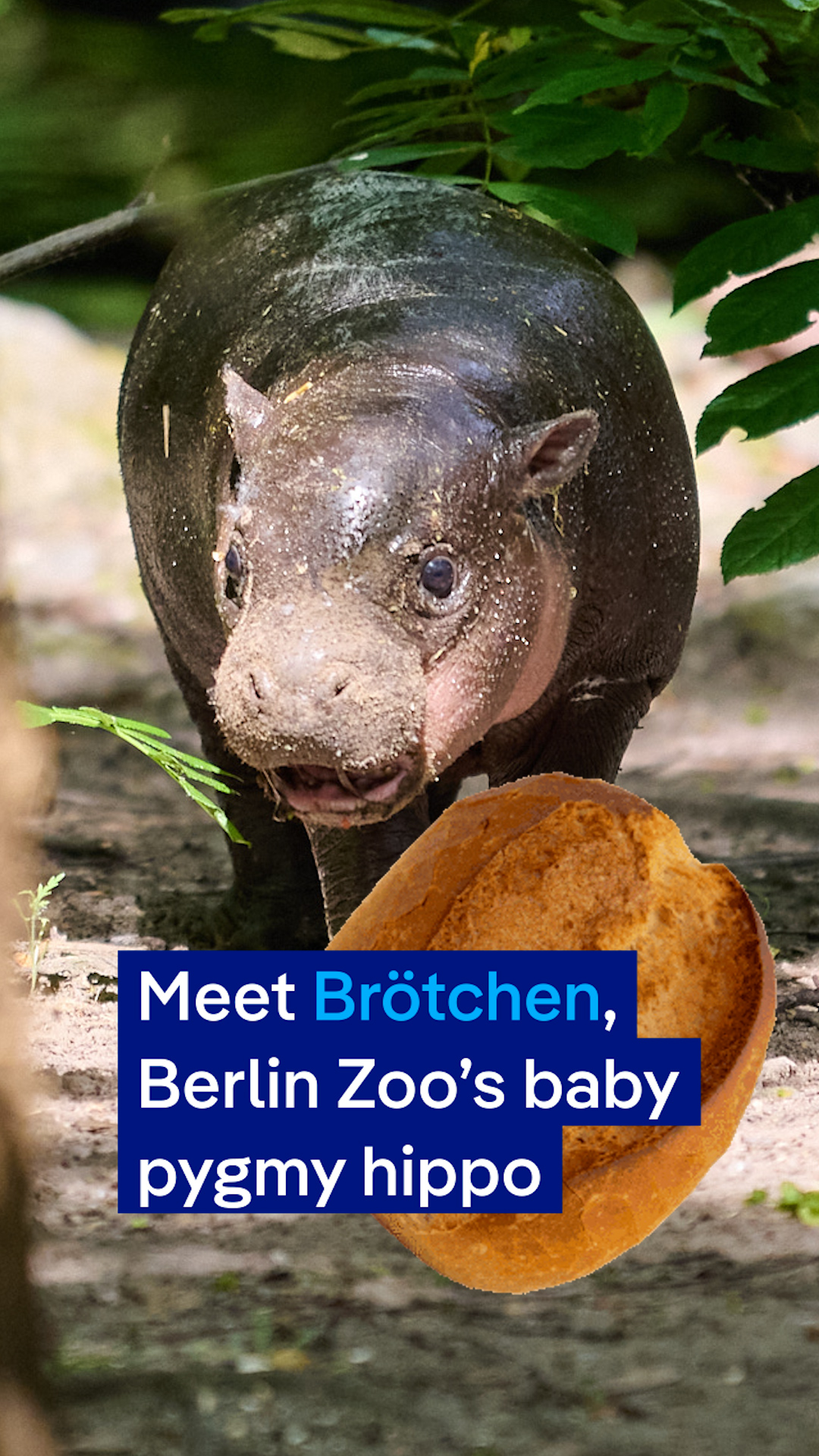 Berlin Zoo's pygmy hippo has a name