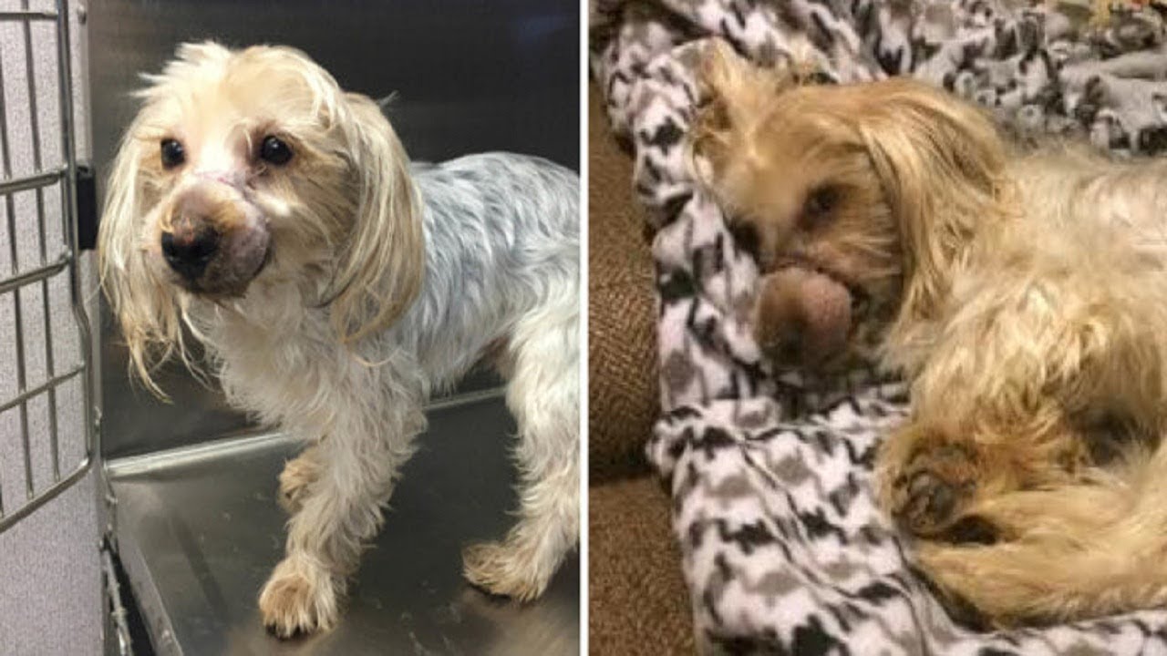Dog Who’s Muzzle Was Taped Shut By A Monster, Now Has A Couch To Call Home