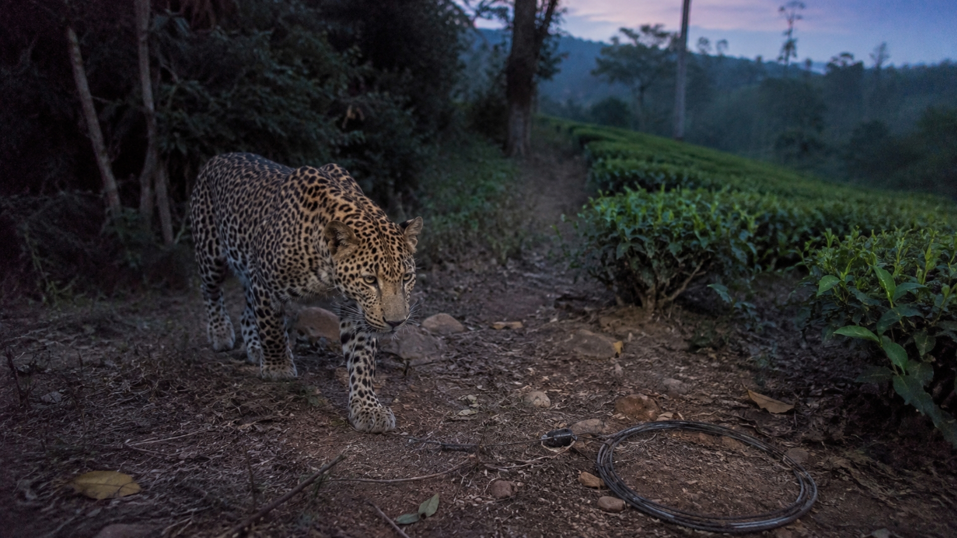 As mortes de leopardos no Sri Lanka revelam o custo oculto das ...