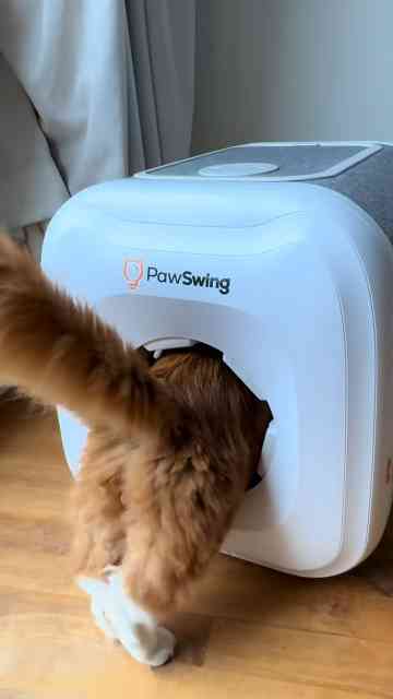 Pawswing Neo review with a fluffy cat test