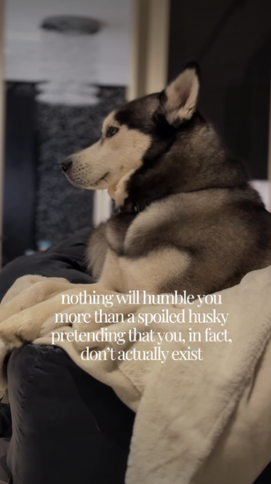 The husky had a very different plan