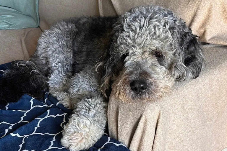 LAPD fatally shoots dog wearing Knicks jersey in shocking viral footage ...