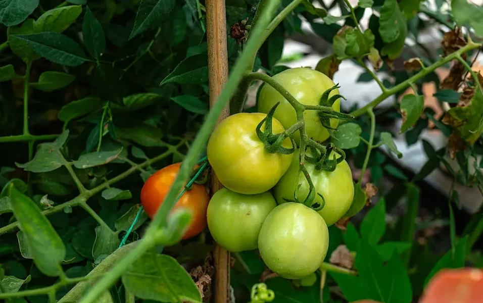 Garden guides outline tomato tips from blight to timing