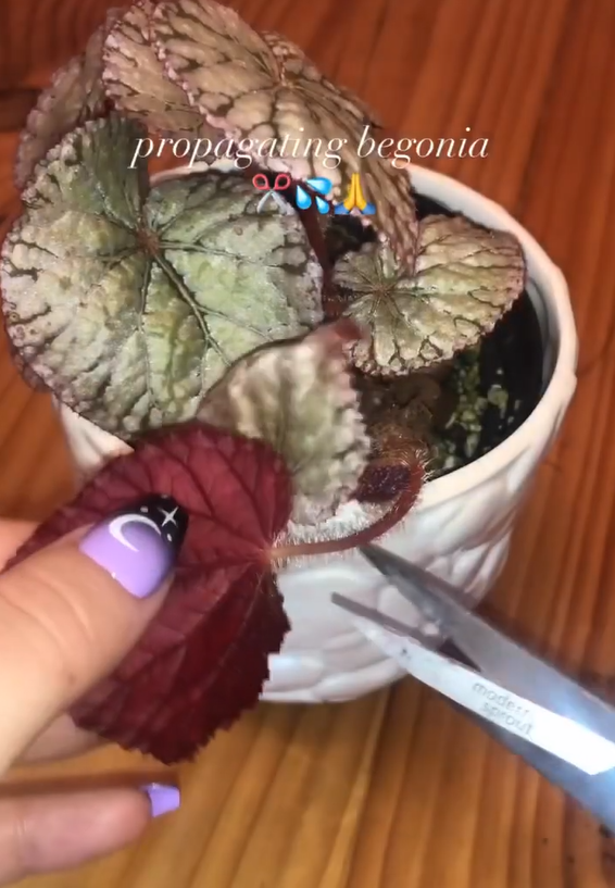 How to propagate begonia: Simple cutting method for healthy indoor plants
