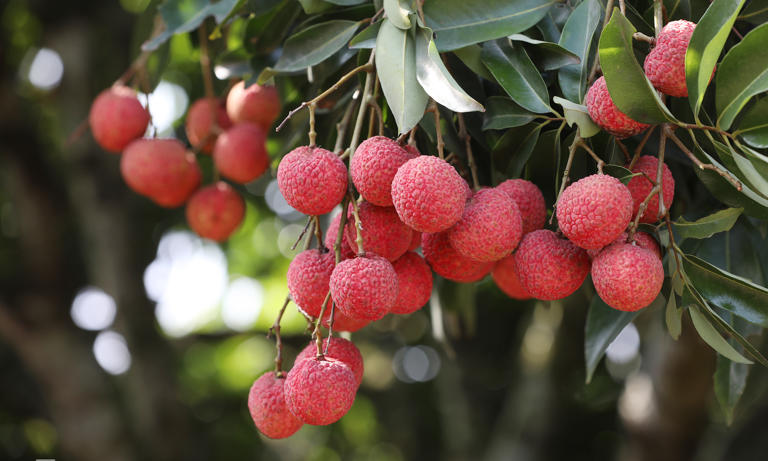 Vietnam exports 16,000 tons of fresh lychees to China