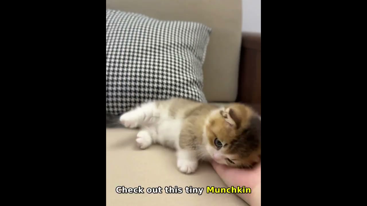Munchkin cat follows owner’s hand with heartwarming trust