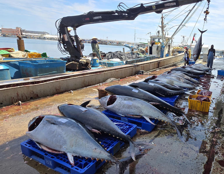 Dead fish on Korea’s east coast linked to tuna surge, warming seas