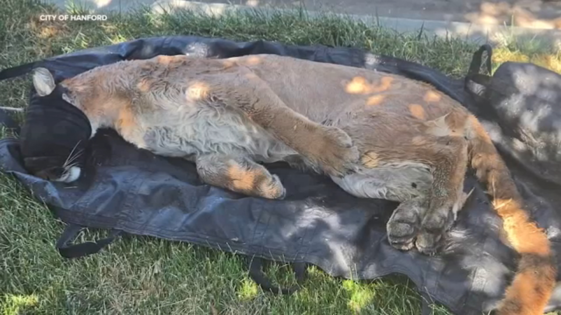 Mountain lion spotted in Hanford captured and tranquilized