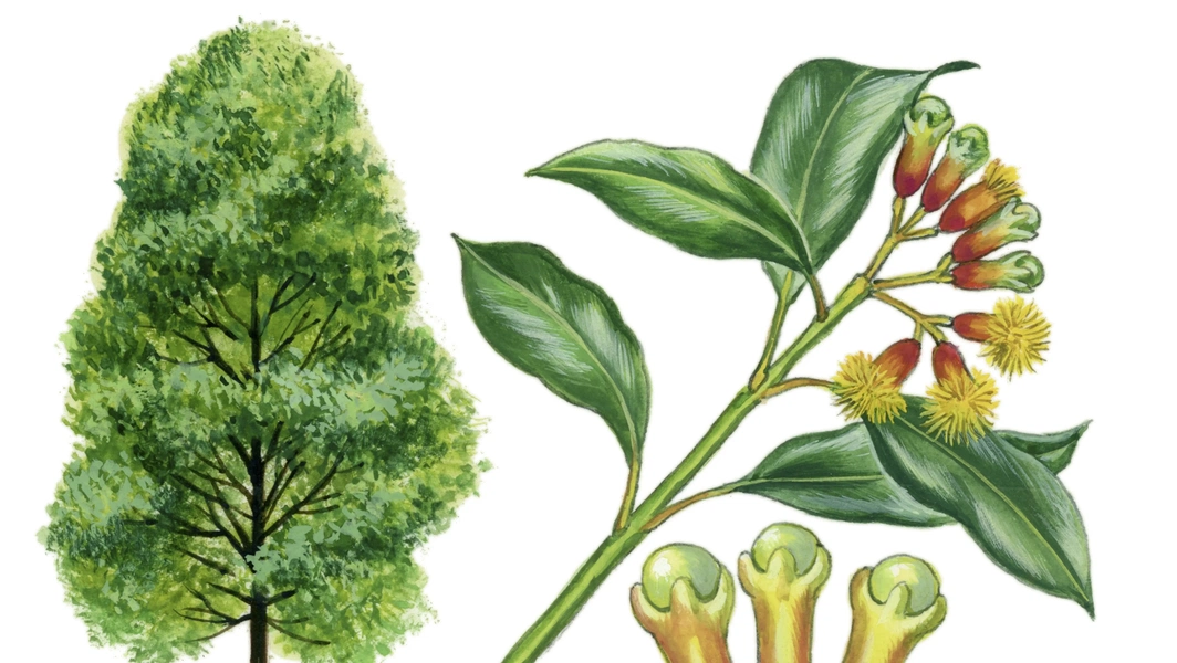 Cloves: Botany, history, and global trade
