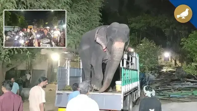 Elephant Sreedevi in Hyderabad for Bibi ka Alam procession