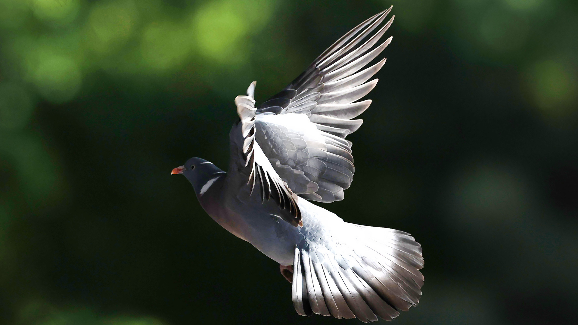 La razón biológica por la que llegan a su destino las palomas mensajeras