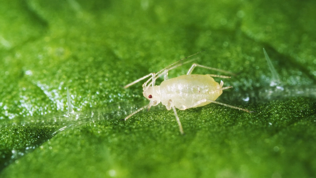 Natural pest control with tomato leaf spray