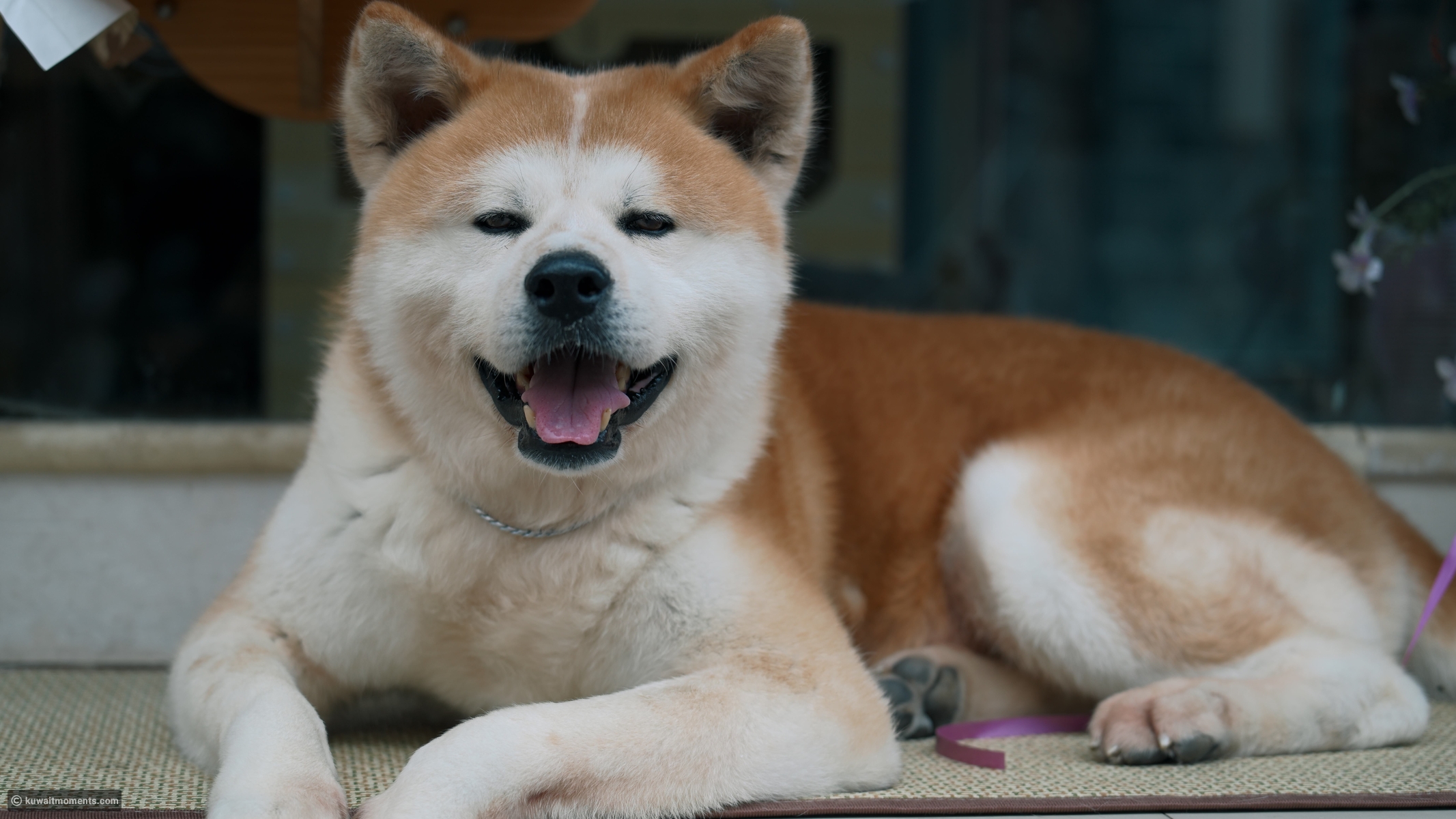 10 protective dog breeds known for their strong bond with children