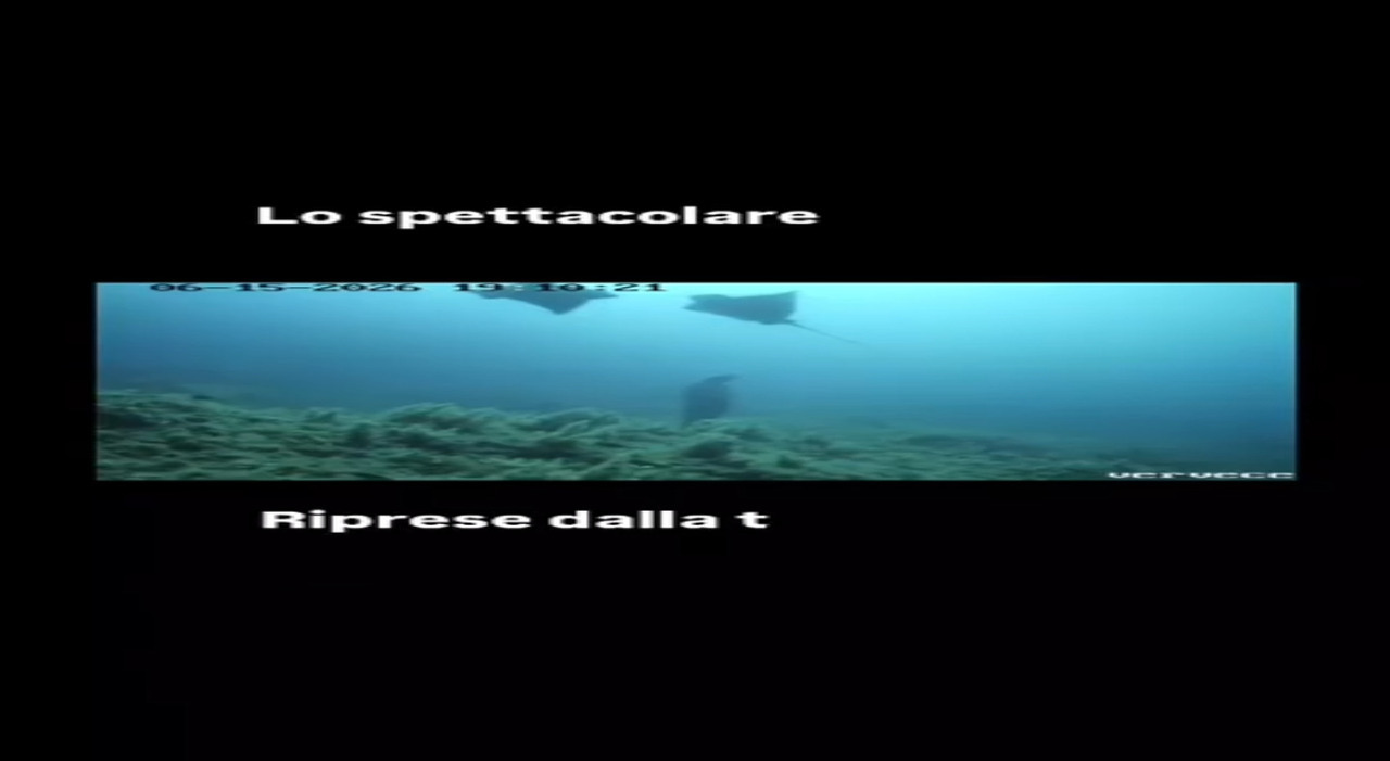 Tre aquile di mare intorno allo scoglio del Vervece