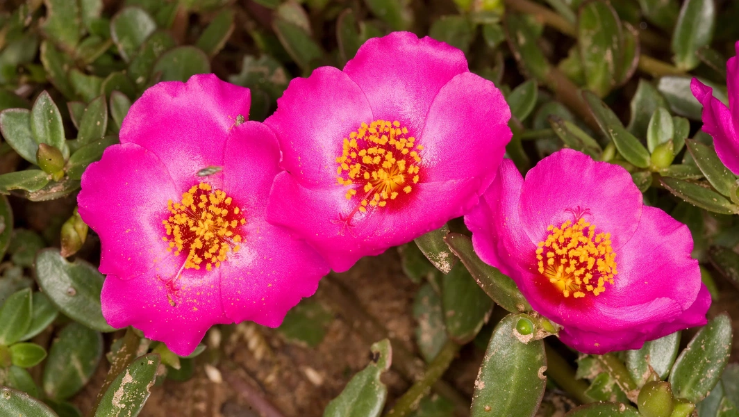 6 colorful plants that love sun and resist drought