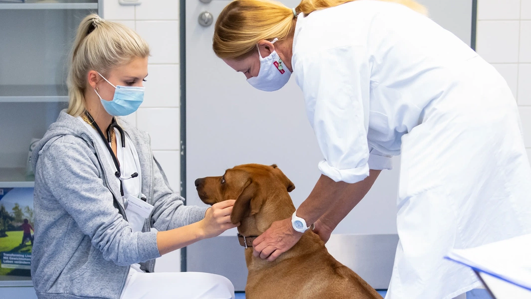 Keeping your dog healthy through smarter care choices