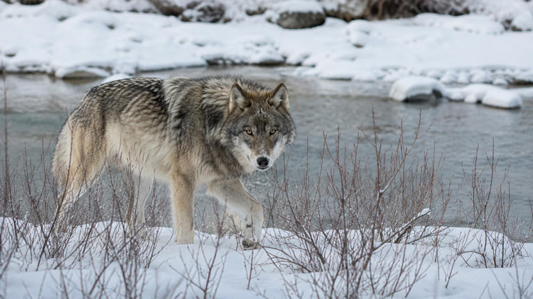Hebben de wolven in Yellowstone het park echt veranderd? Een nieuw ...