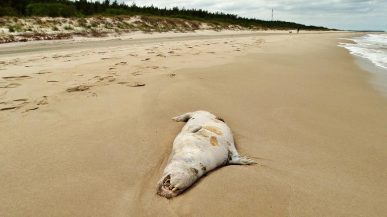 Martwa foka na plaży w Lędowie. Smutne znalezisko obok Ustki