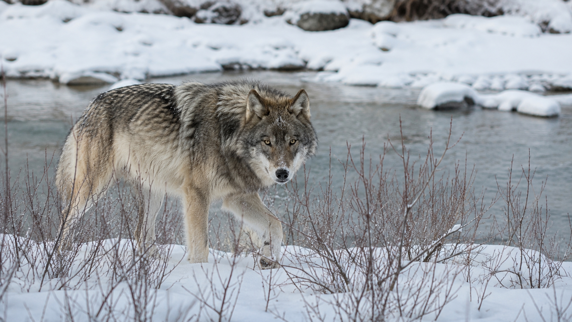 Did Yellowstone’s wolves really transform the park? A new debate says ...