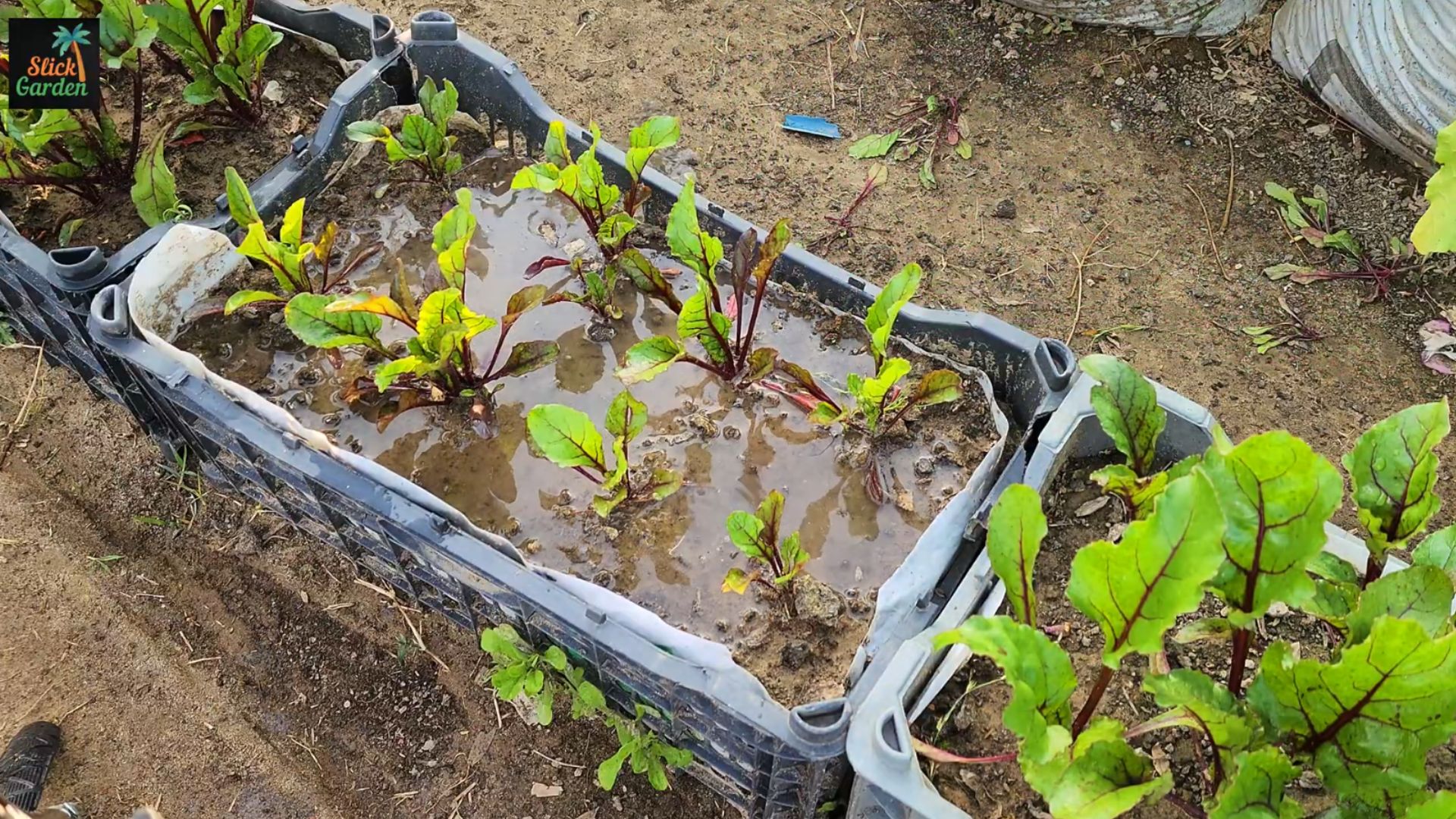 The best organic DIY fertilizer for explosive tomato growth