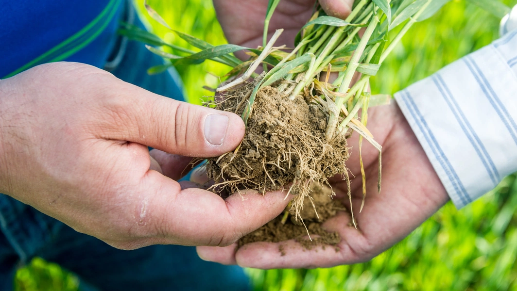 Summer lawn care and revival tips